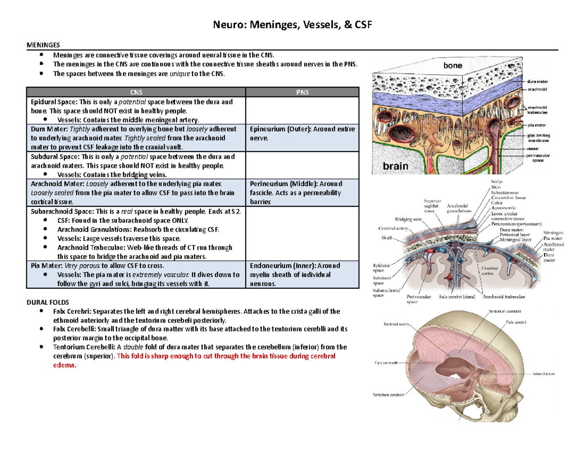 Neuro anatomy and physiology Meninges Blood Supply - Neuro: Meninges ...