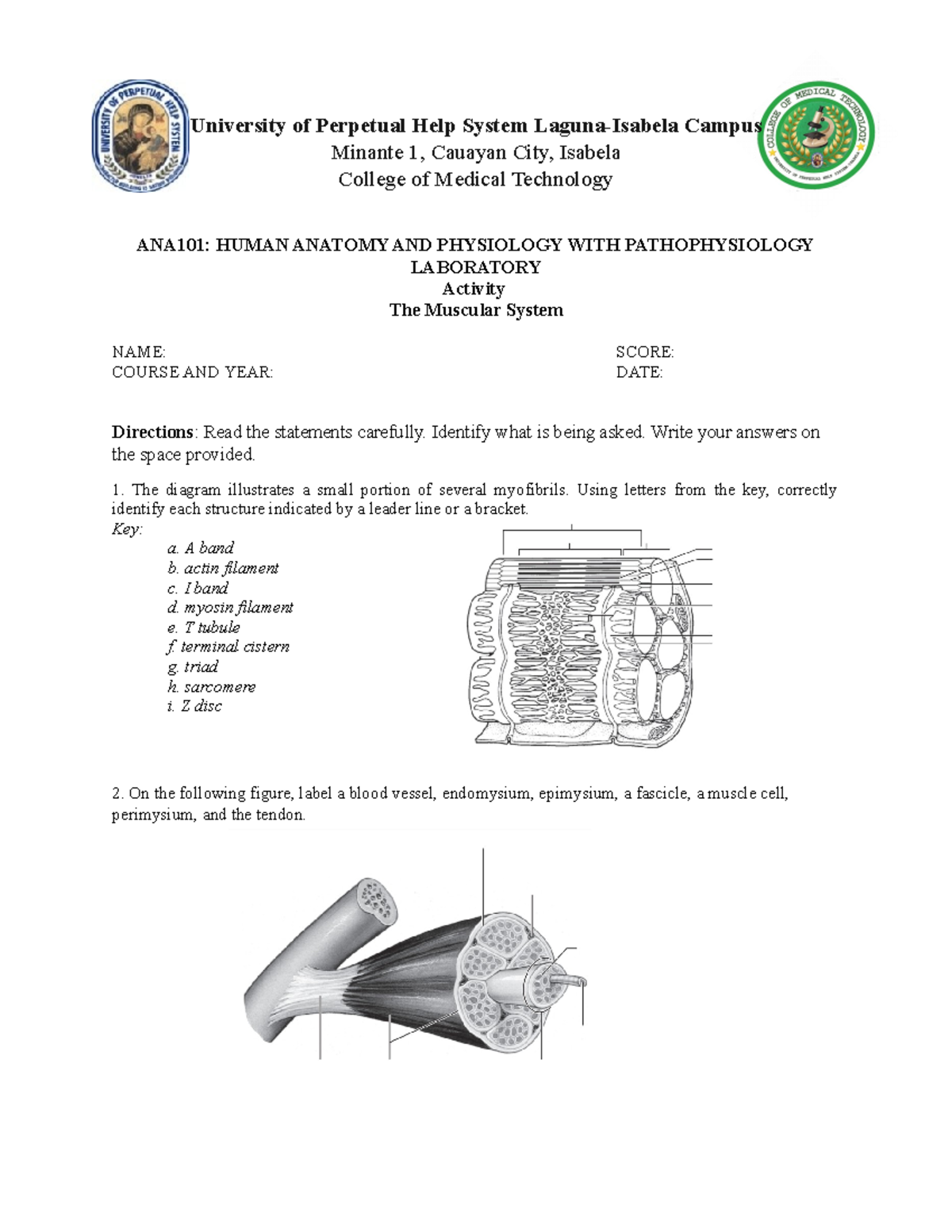Activity The Muscular System Lab - University of Perpetual Help System ...