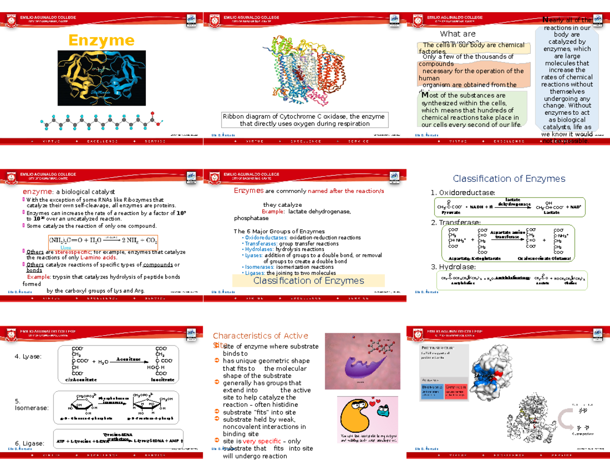 Enzymes - lecture notes in biochem - Enzyme s Ribbon diagram of ...