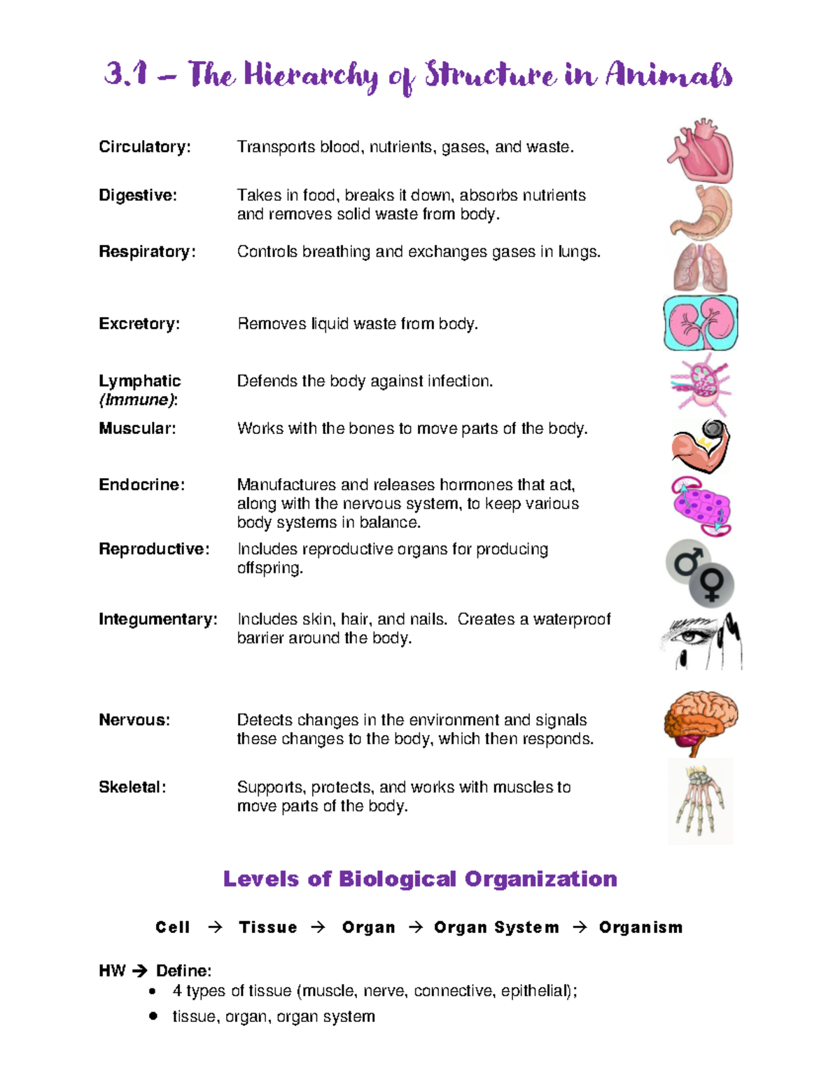 Human Organ Systems Biological Organization - 3 – The Hierarchy of ...