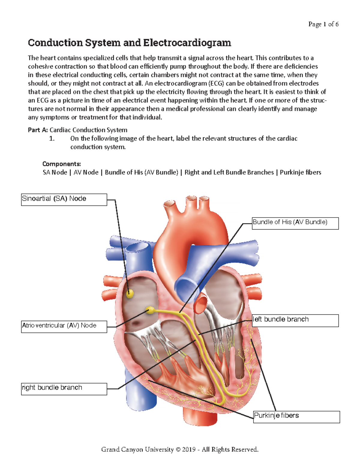 Conduction System Activity 1 - Conduction System and Electrocardiogram ...