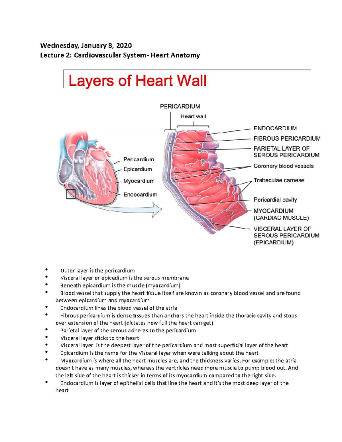 Lecture 2- Cardiovascular System- Heart Anatomy - Wednesday, January 8 ...