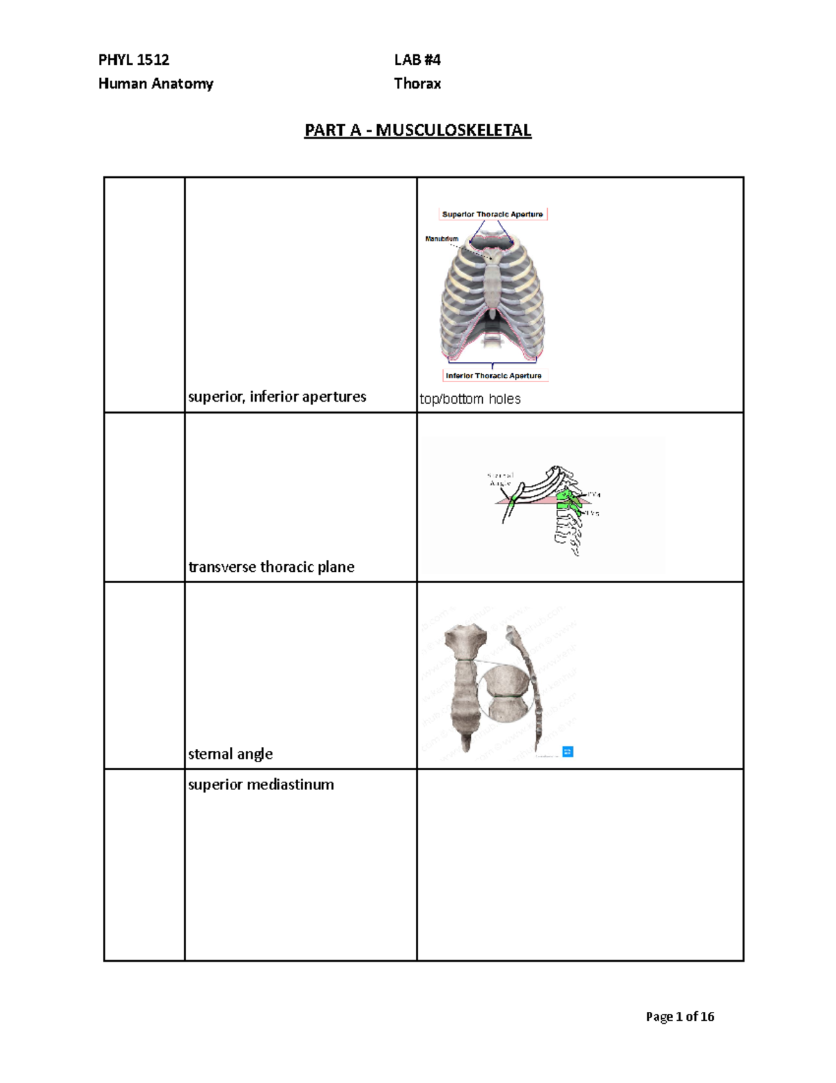 Copy of Lab 4 - Thorax Checklist - Human Anatomy Thorax PART A - MUSCULOSKELETAL superior ...
