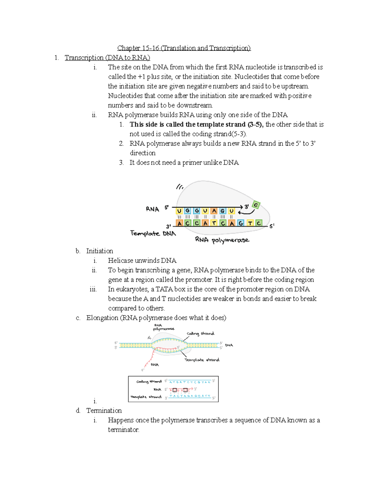 Chapter 15-16 (Transcription and Translation) - Chapter 15-16 ...
