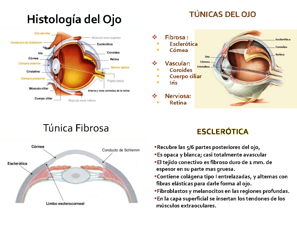OJO Y VIA Visual - Histología del Ojo TÚNICAS DEL OJO Fibrosa ...