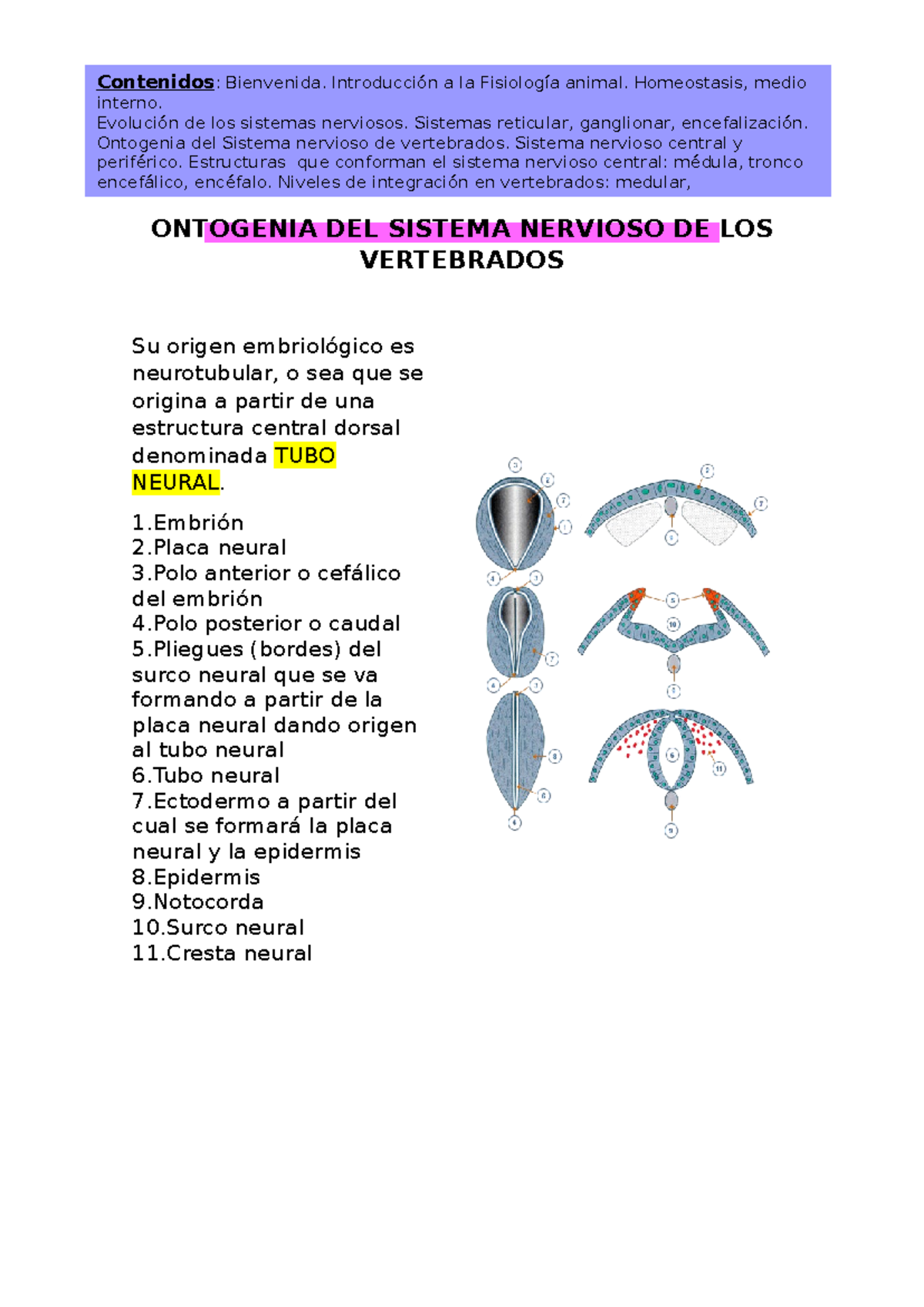 Ontogenia DEL Sistema Nervioso DE LOS Vertebrados - ONTOGENIA DEL ...
