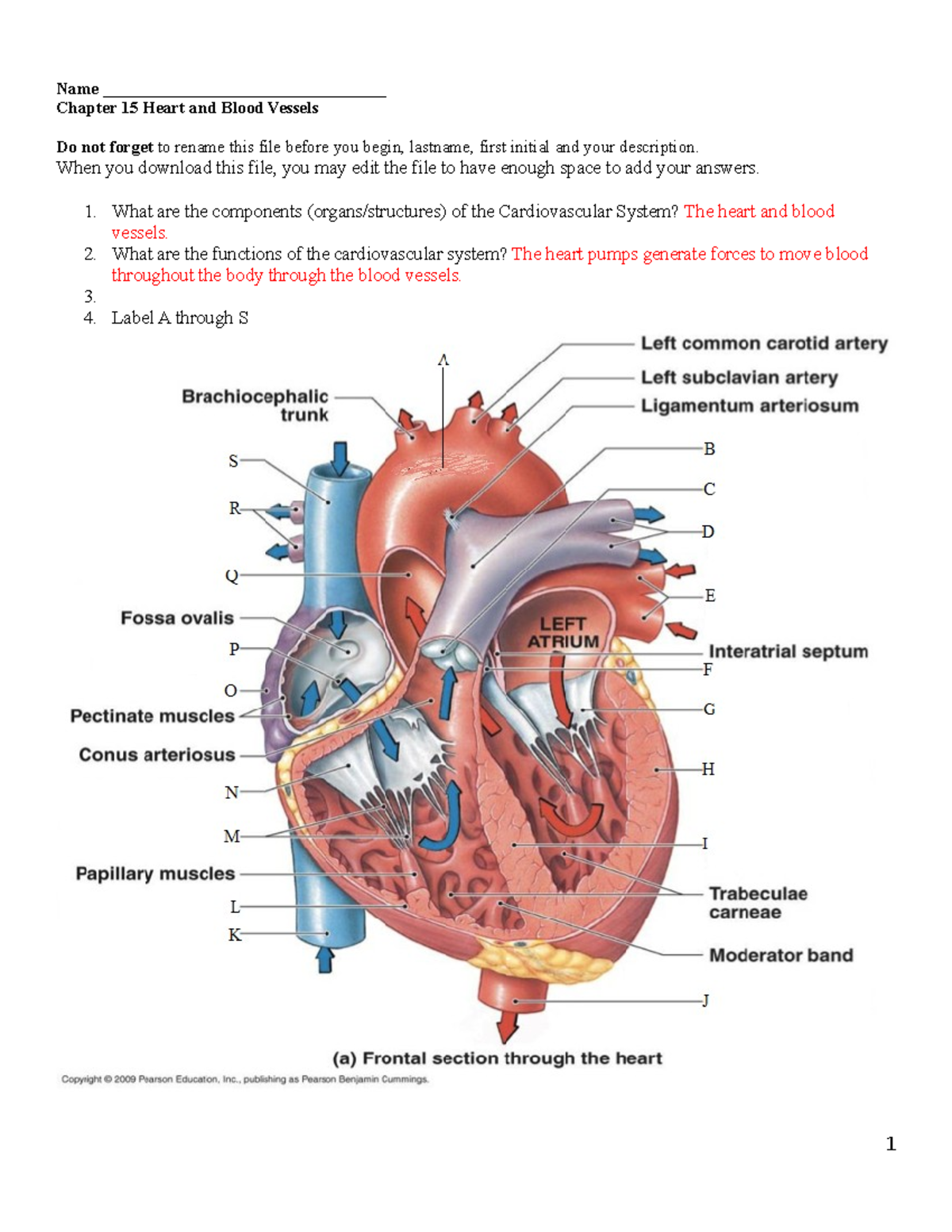 Bio 116chapter 15heartand Bldvessels 1 Name Chapter 15 Heart