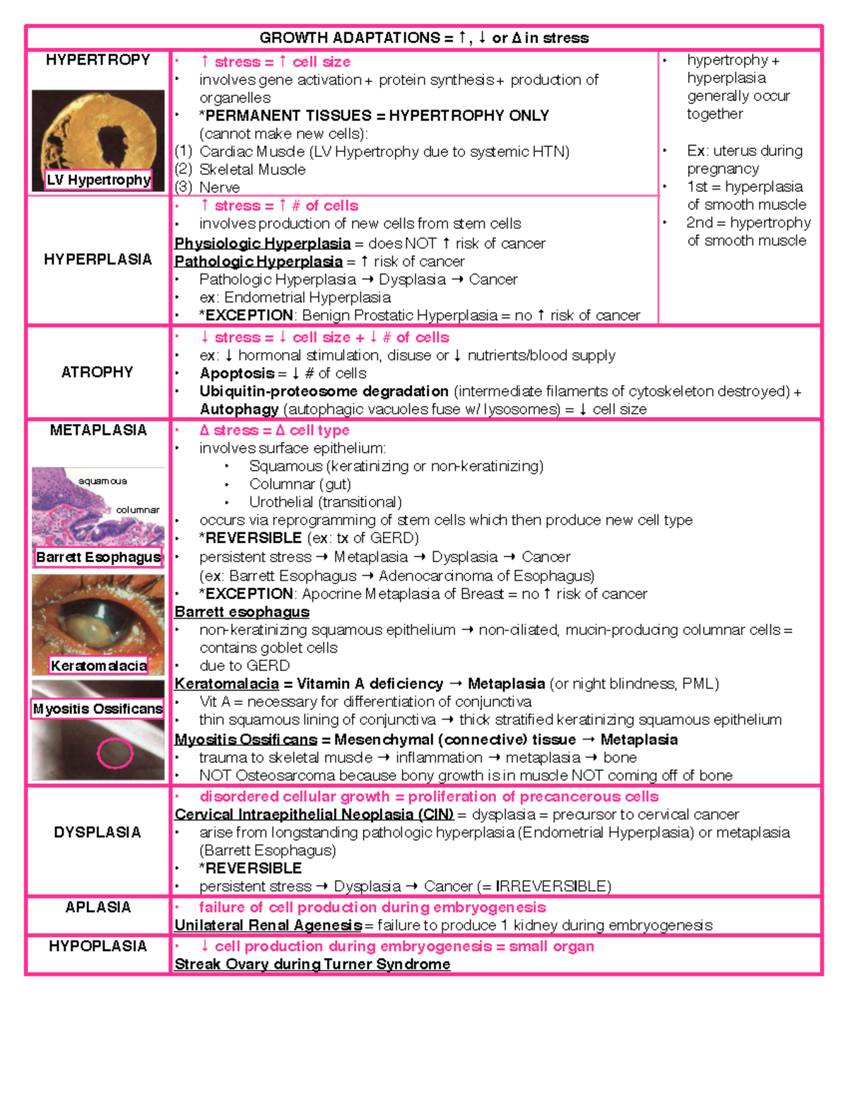 296918190 Pathoma Notes Ch 1 3 - GROWTH ADAPTATIONS = ↑, ↓ or ∆ in ...