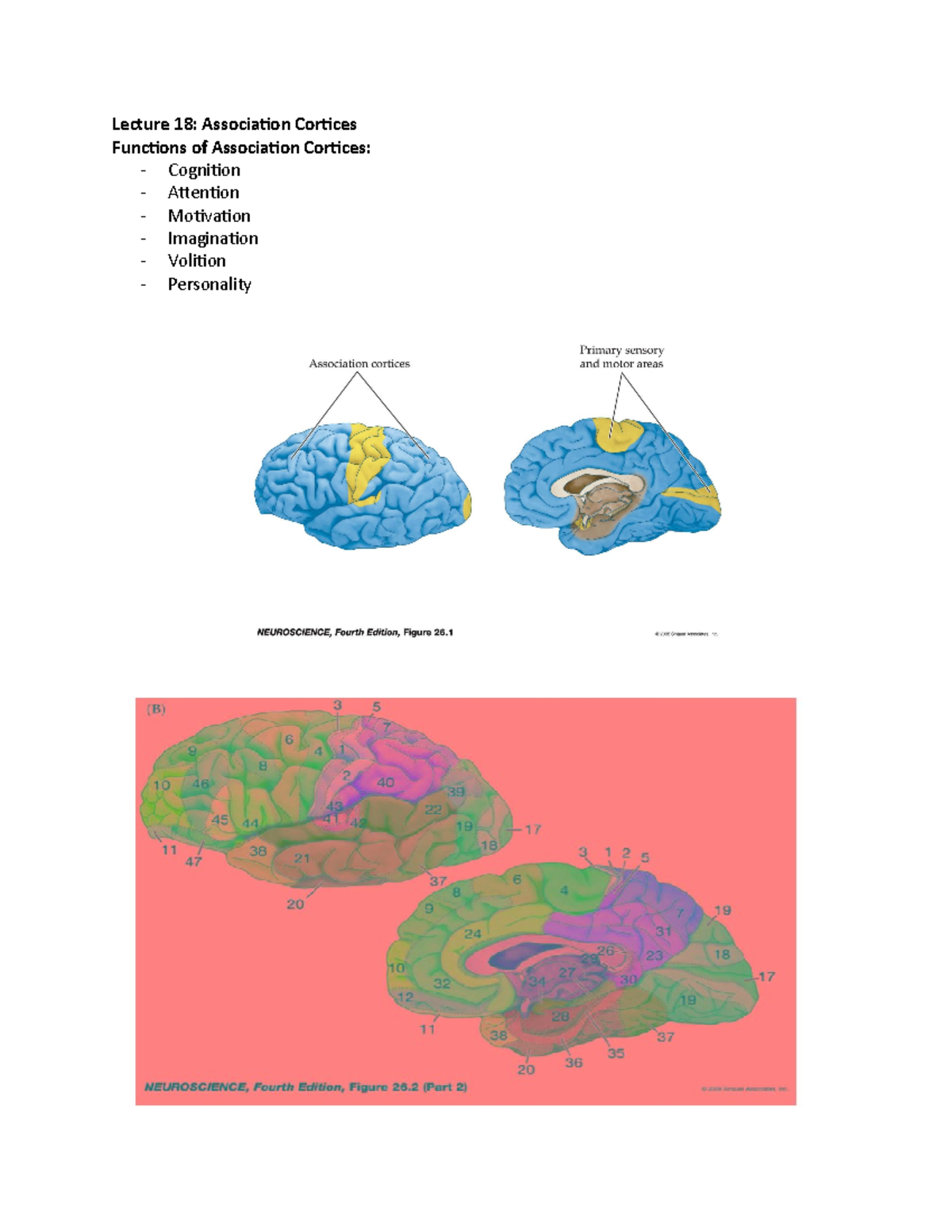 Lecture 18 - Lecture 18: Association Cortices Functions of Association ...