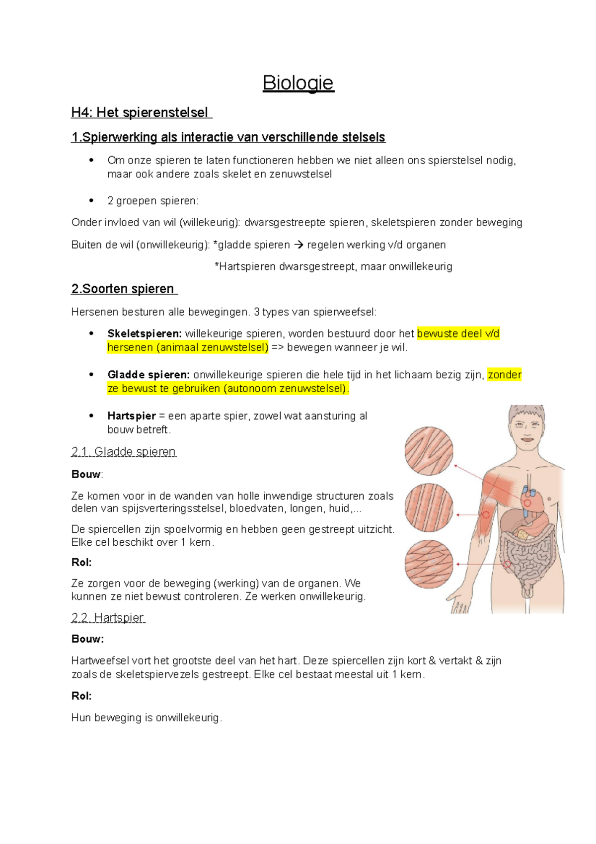 Biologie De Spieren - Biologie H4: Het spierenstelsel 1 als interactie ...