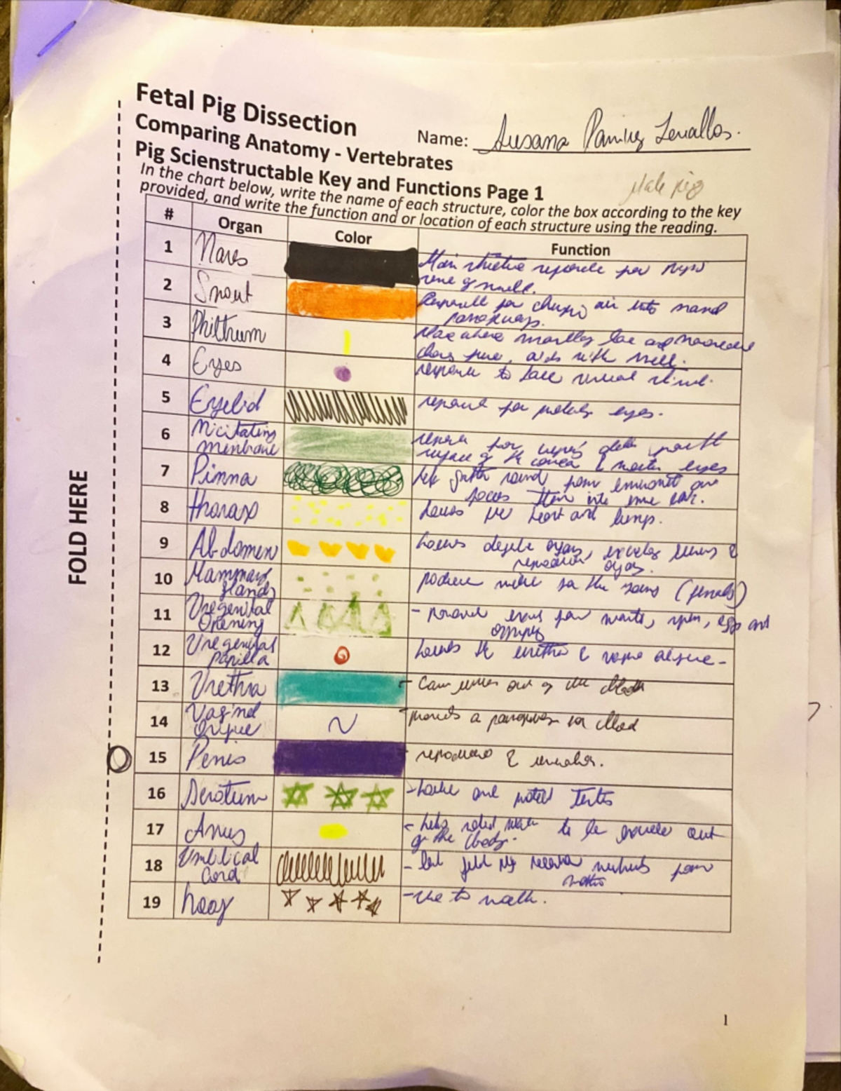 Pig project - Comparing Pig Anatomy Name: Ausana Panus Levallos. Fetal ...