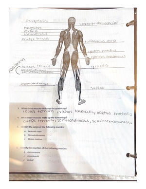 Table for G-negative bacteria - Gram negative: Spirochetes Treponema ...