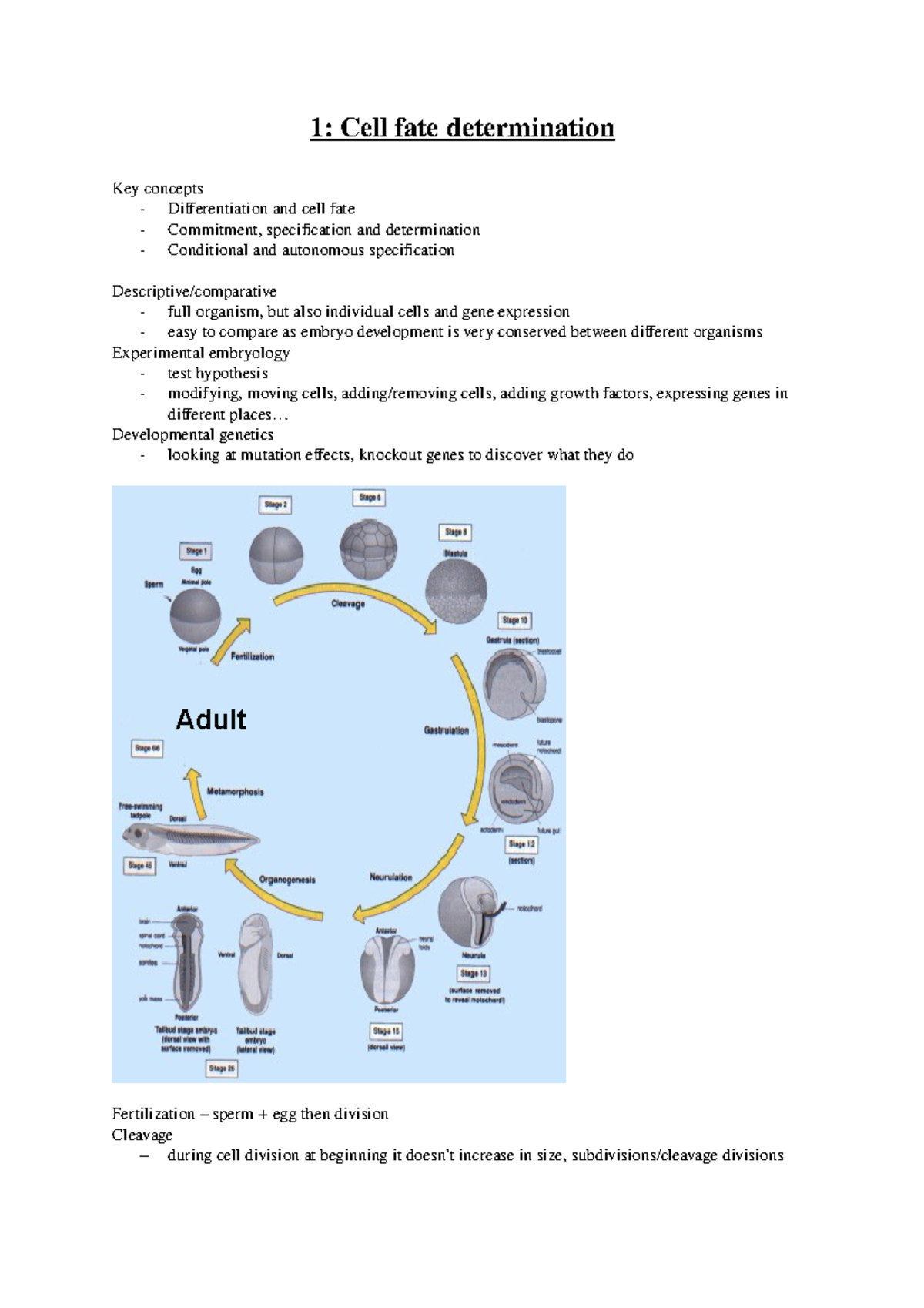1 cell fate - Lecture notes 1 - 1: Cell fate determination Key concepts ...
