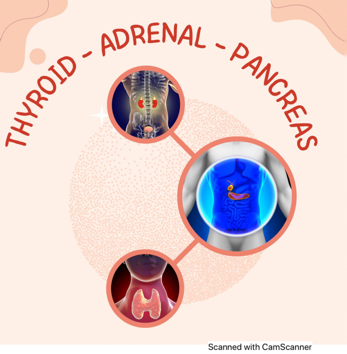 Thyroid - adrenal - throid physiology - Physiology - Studocu