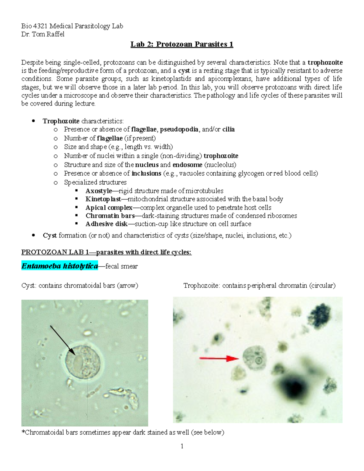 Protozoan parasites 1 study guide / Raffel - Bio 4321 Medical ...