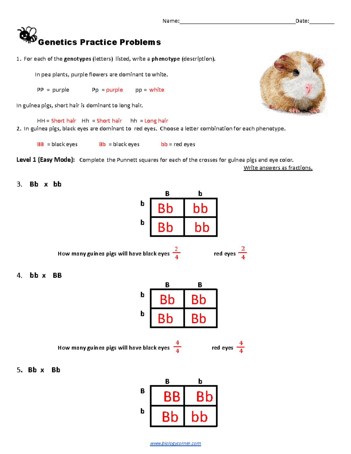 Genetics Practice Problems - Basic - Name ...