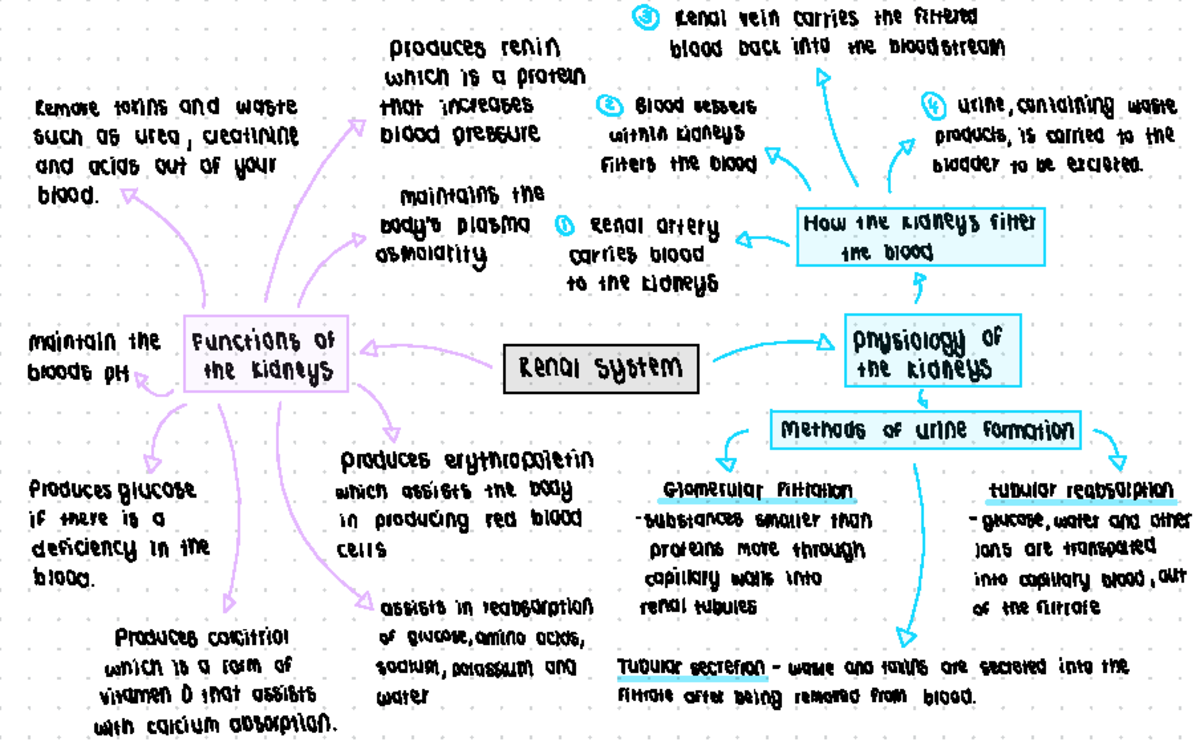 Kidney function and physiology Mind Map - & Renal vein carries ...