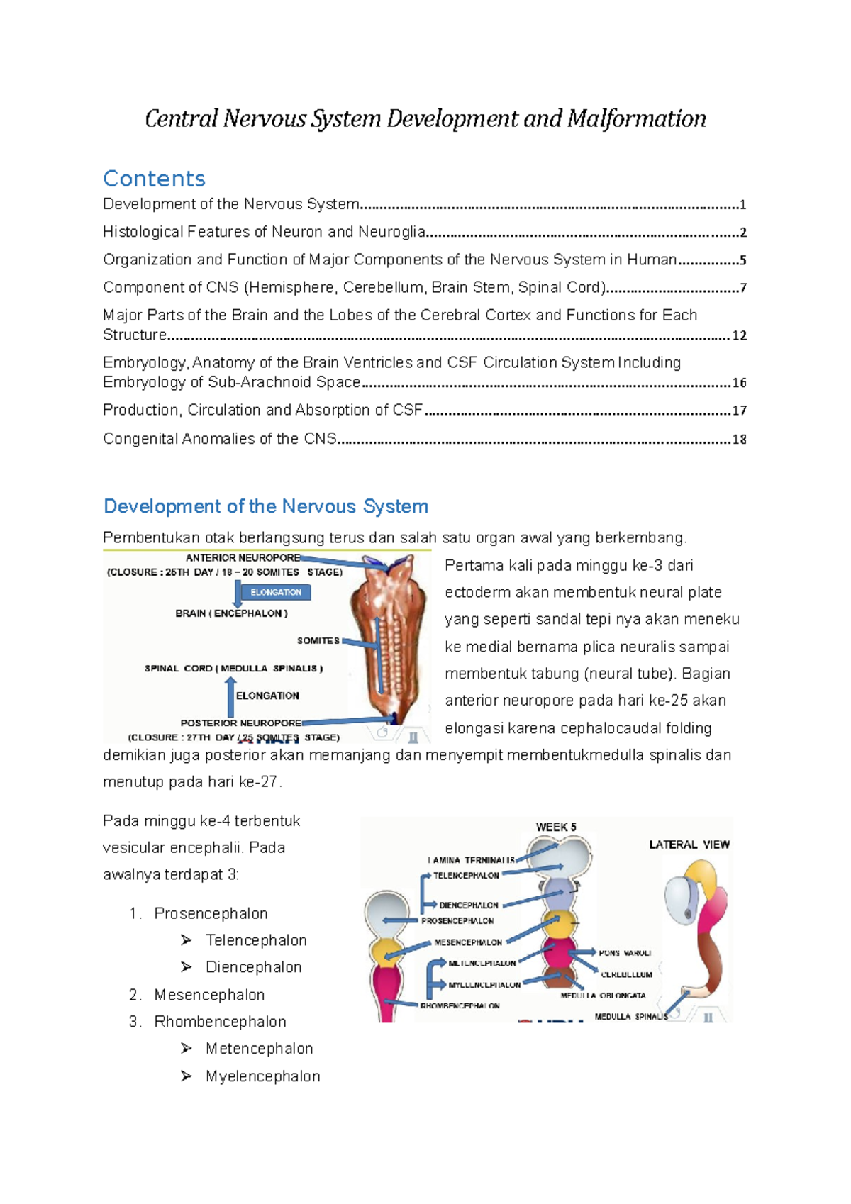 Week Objective 1 - Finished - Central Nervous System Development and ...