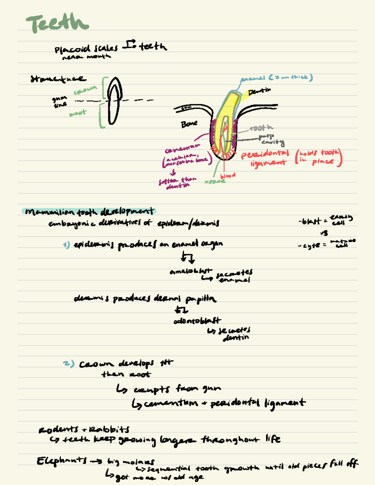 Teeth - Teacher Name: Nira Clark - Teeth Placoid scales # teeth near ...