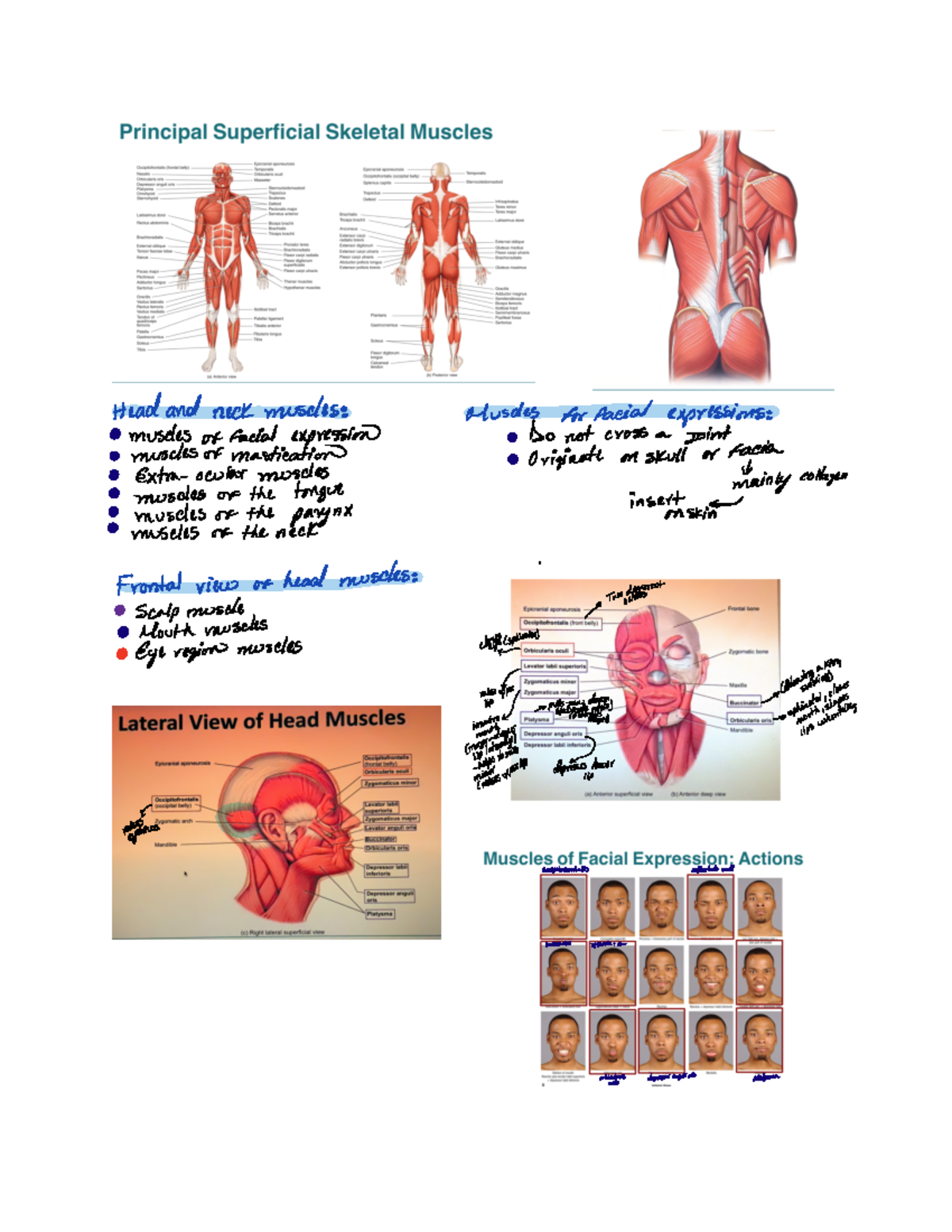 Chap 11- Head & neck axial muscles) - Head and neck muscles Muscles for ...