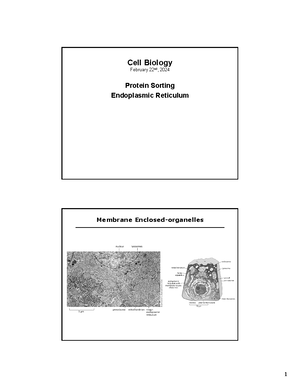 4 Organelles - 4 Organelles Nucleolus- The nucleus directs and ...