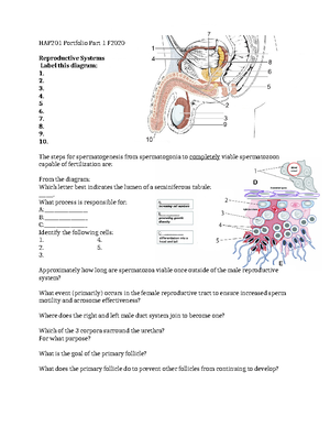 Portfolio Pt2 - 2 Respiratory System Differences in air pressure drive ...