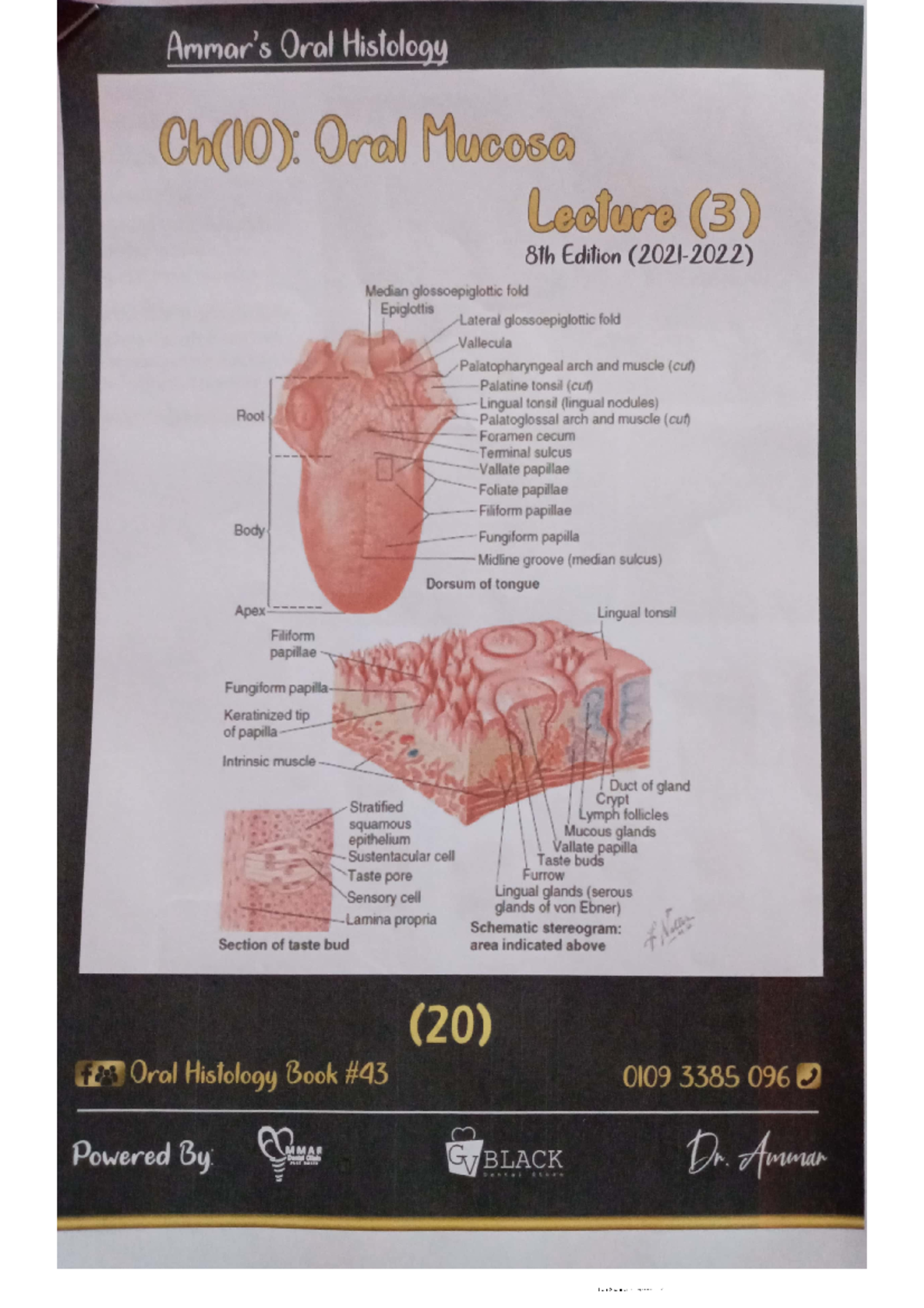 Oral Mucosa 3 - Oral biology - Oral Biology I - Studocu