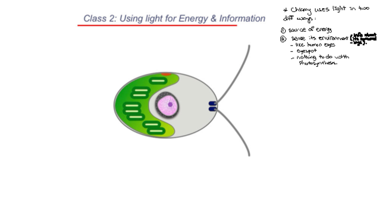 Lecture 2 - chlamy uses light in two diff ways: ①source of energy ② - sense like humanits - Studocu