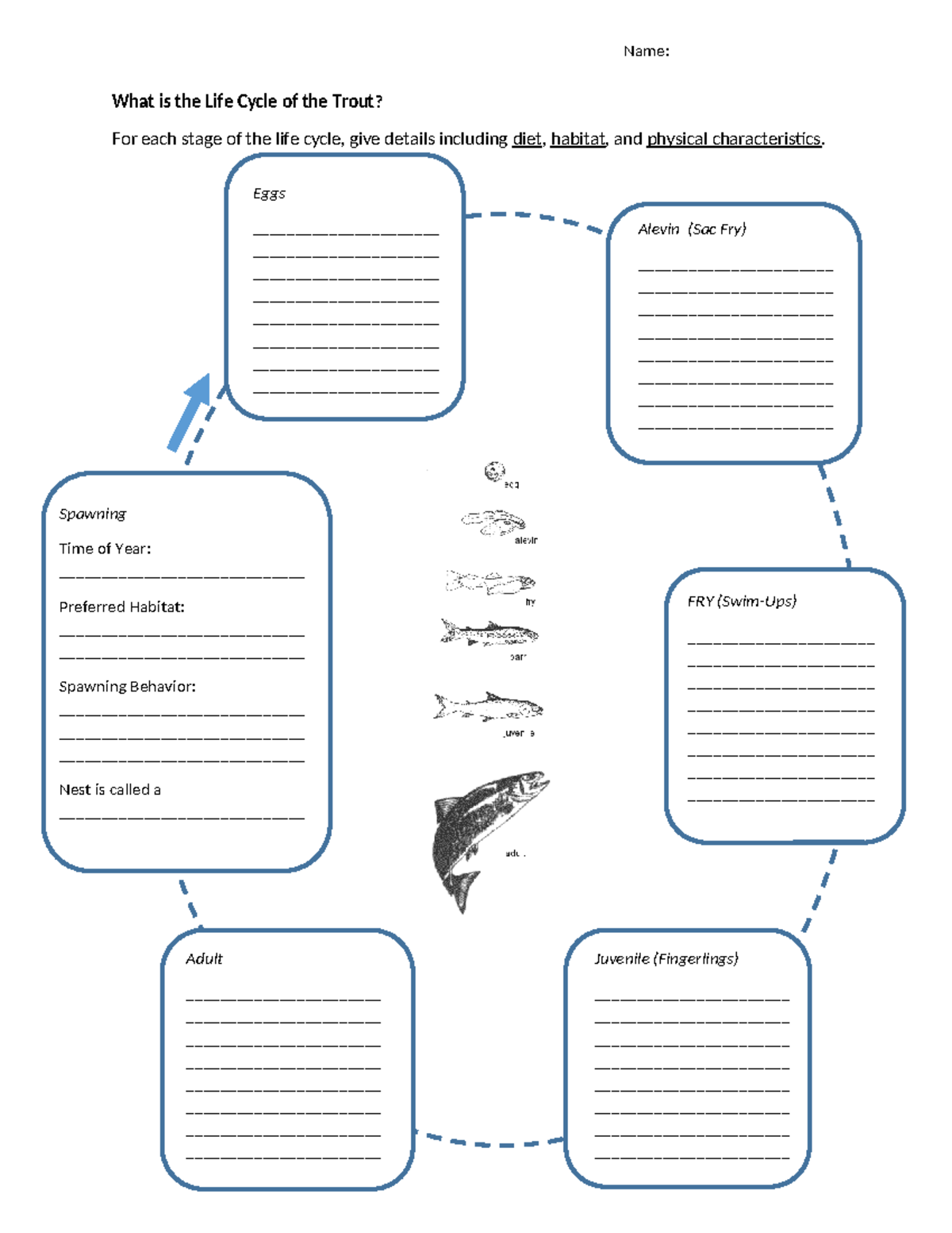 What is the Life Cycle of the Trout 3 - Eggs