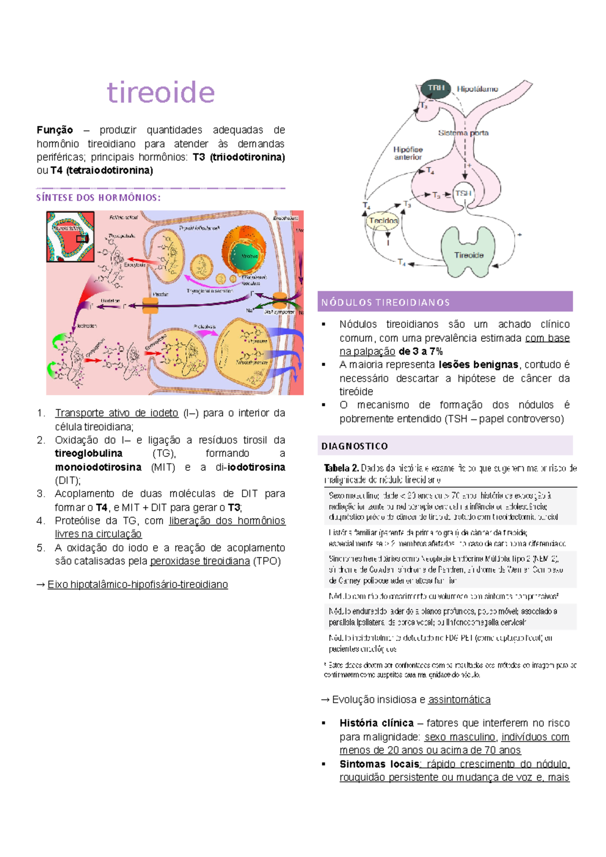Tireoide (1) - tireoide Função – produzir quantidades adequadas de ...