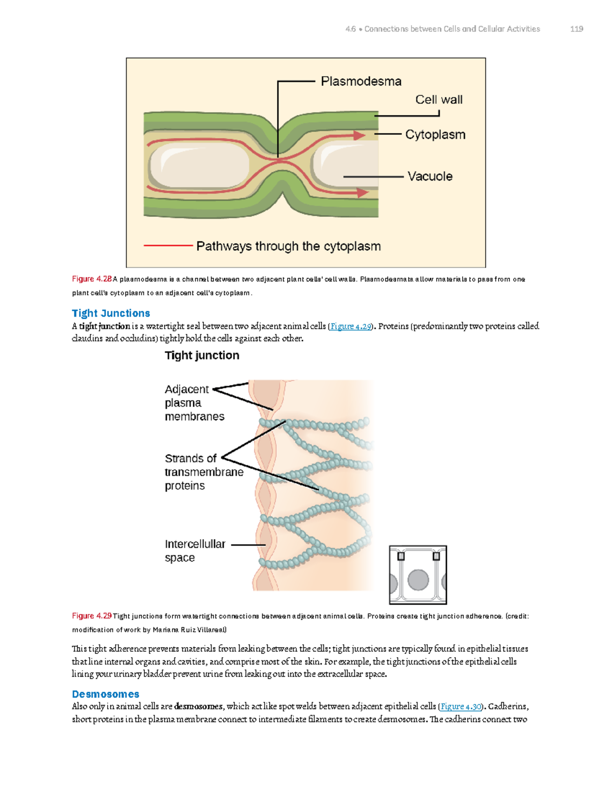 Chapter 4 Cell Structure Part 8 - Figure 4 A plasmodesma is a channel ...