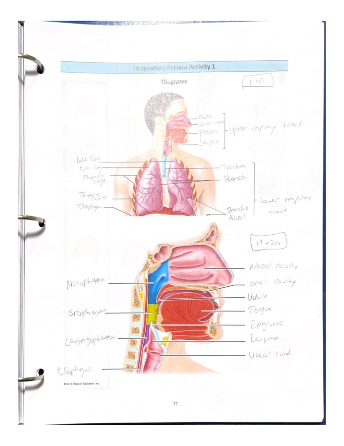 Lab Notebook 3 Bio Biol 205 Studocu