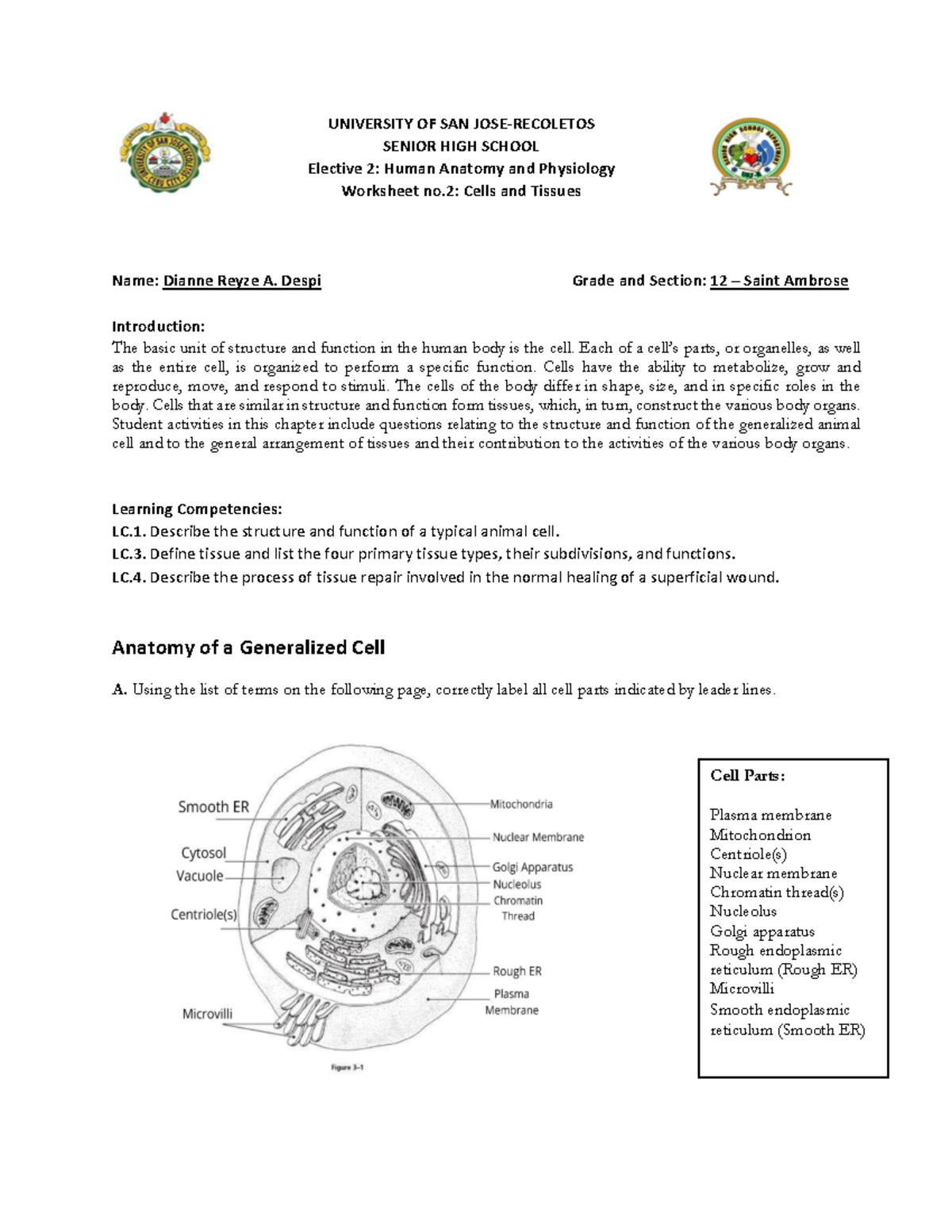 cells and tissuess, helpful and effective. anatomy and physiology ...