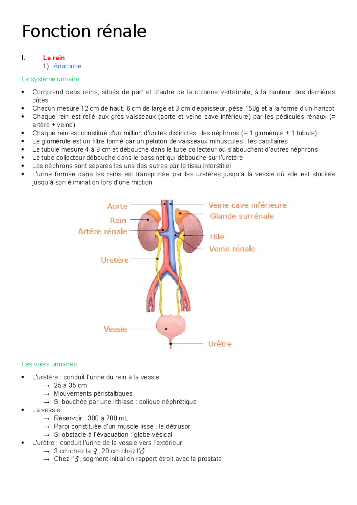 Fonction rénale - Le rein 1) Anatomie Le système urinaire Comprend deux ...