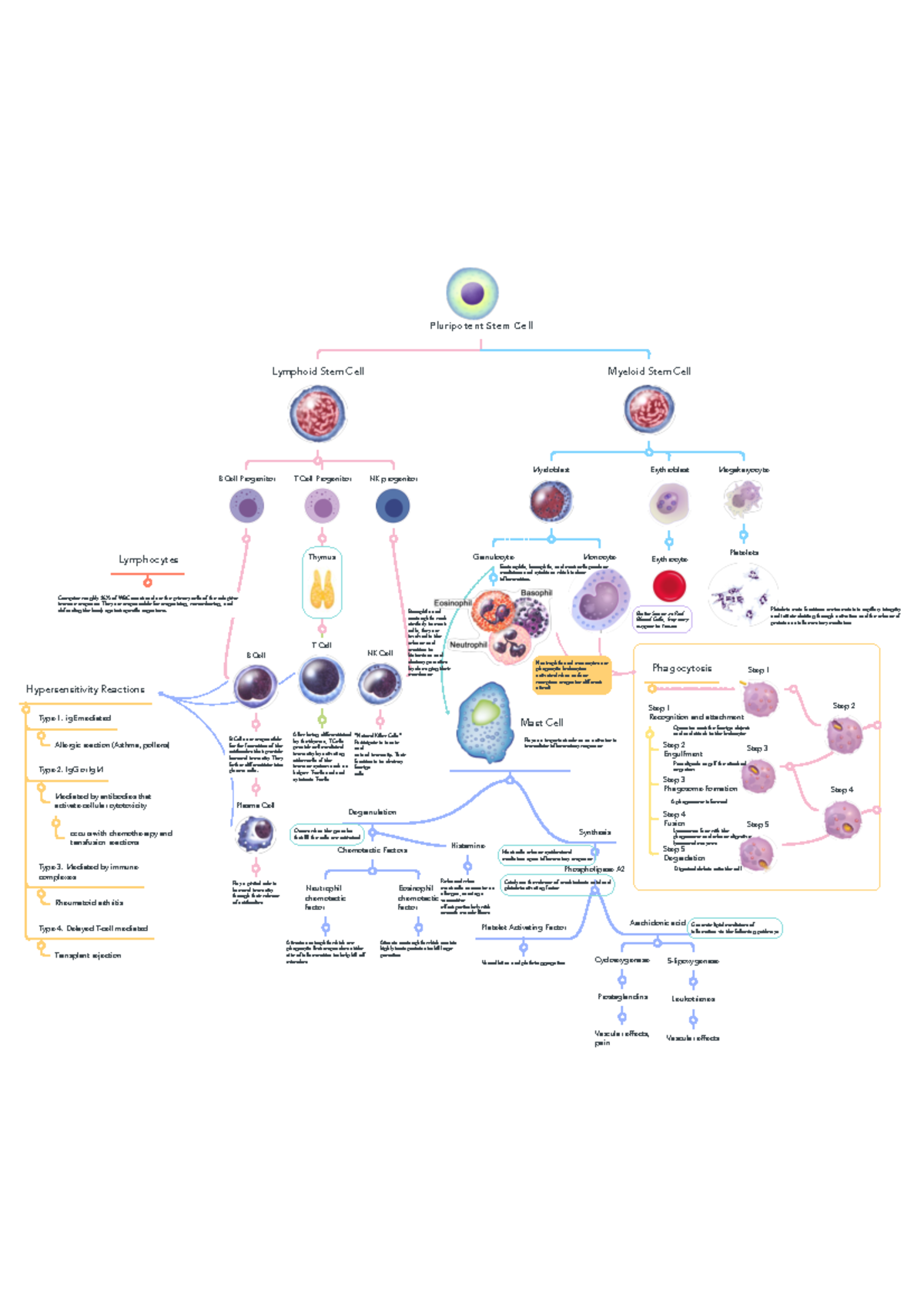 Pluripotent Stem Cell map - Pluripotent Stem Cell .png Lymphoid Stem ...