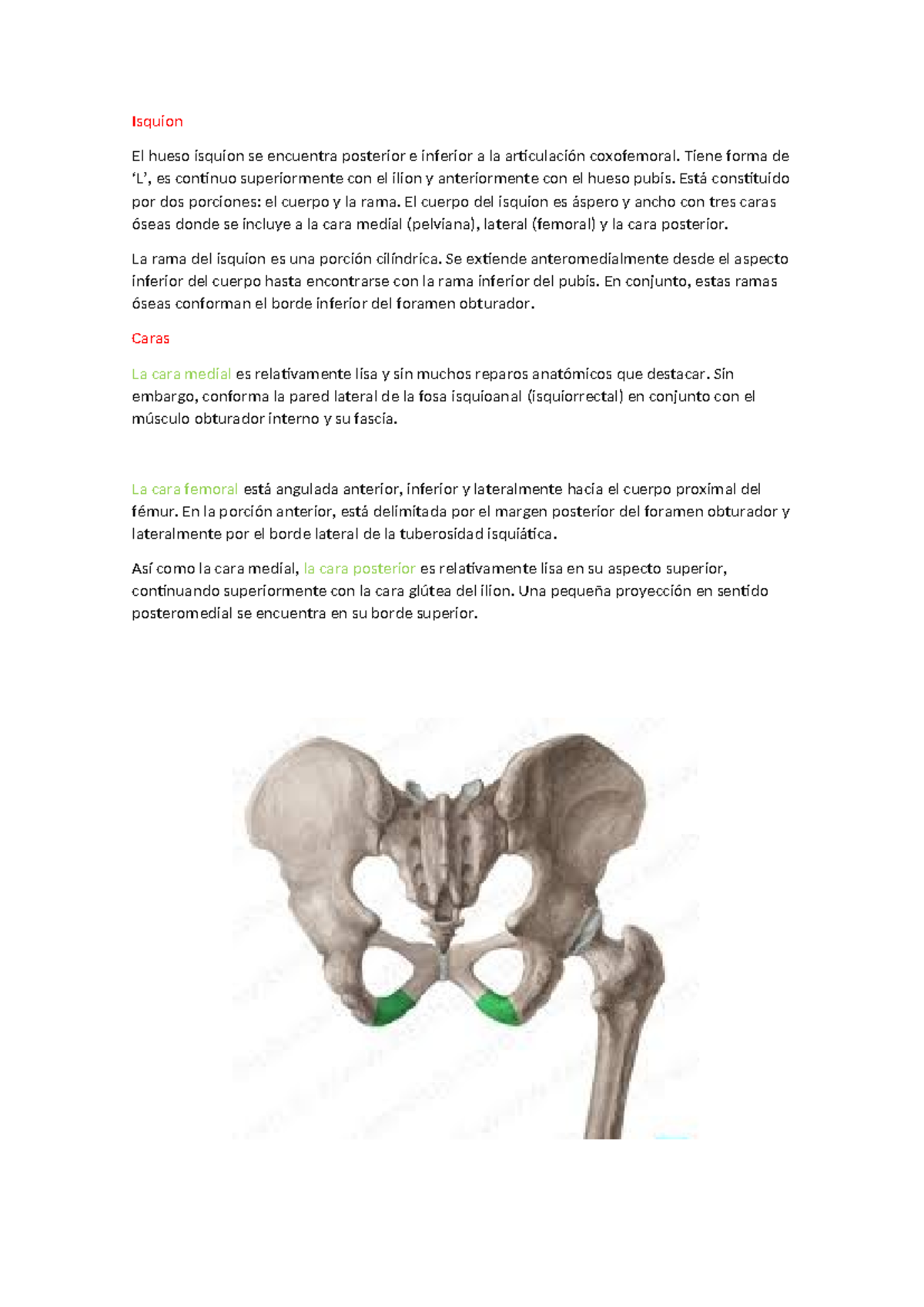 Isquion - es la reproduccion de la varon - Isquion El hueso isquion se ...