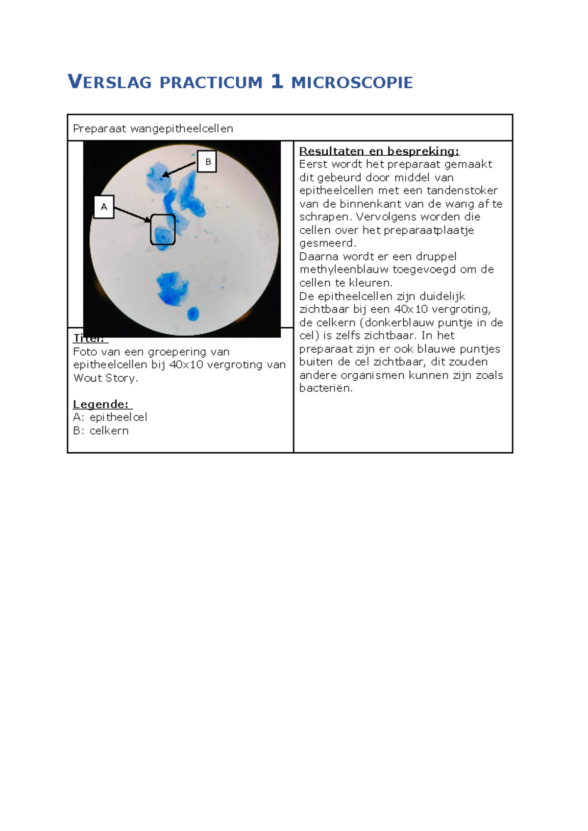 Verslag practicum 1 Microscopie - VERSLAG PRACTICUM 1 MICROSCOPIE ...