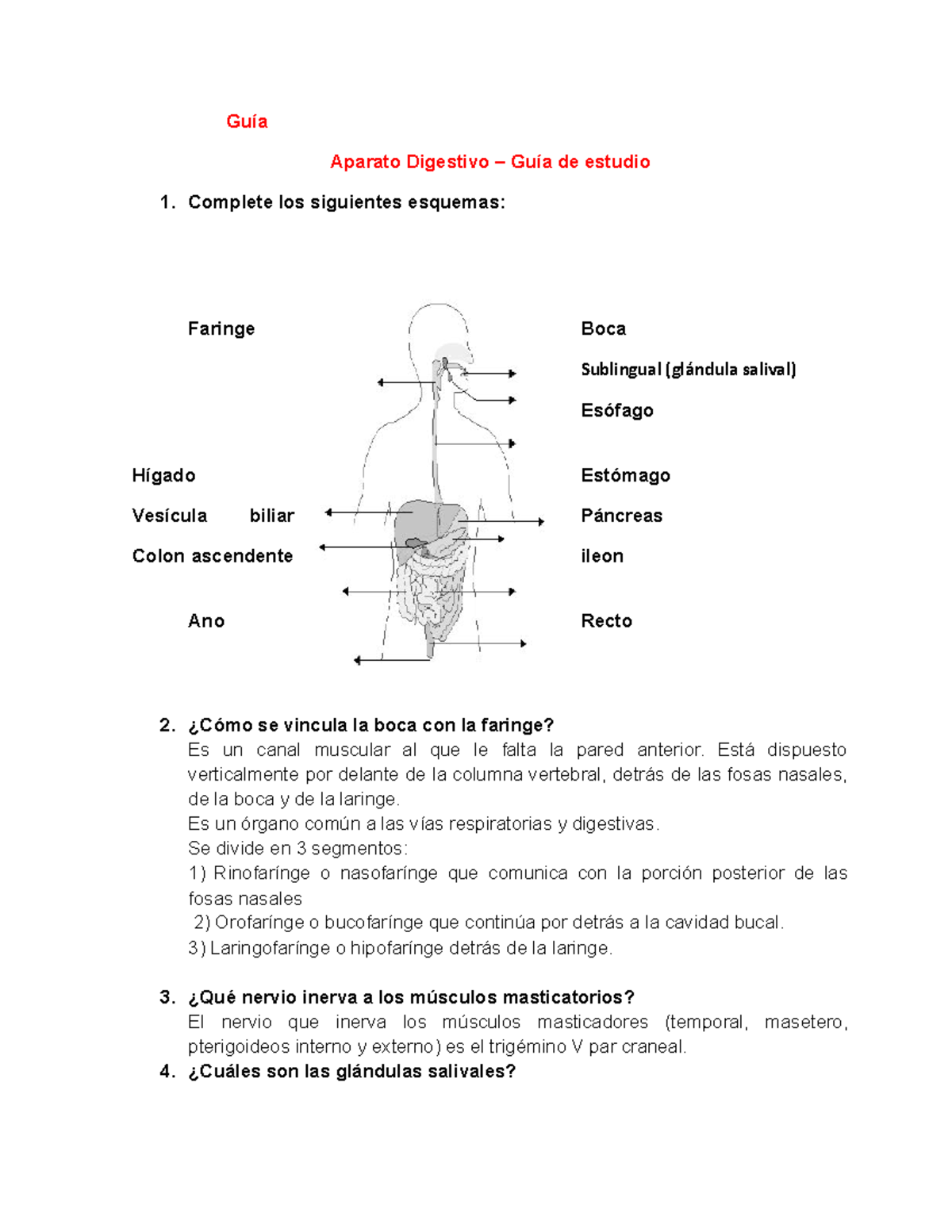 Sistema digestivo - Guía Aparato Digestivo – Guía de estudio Complete ...