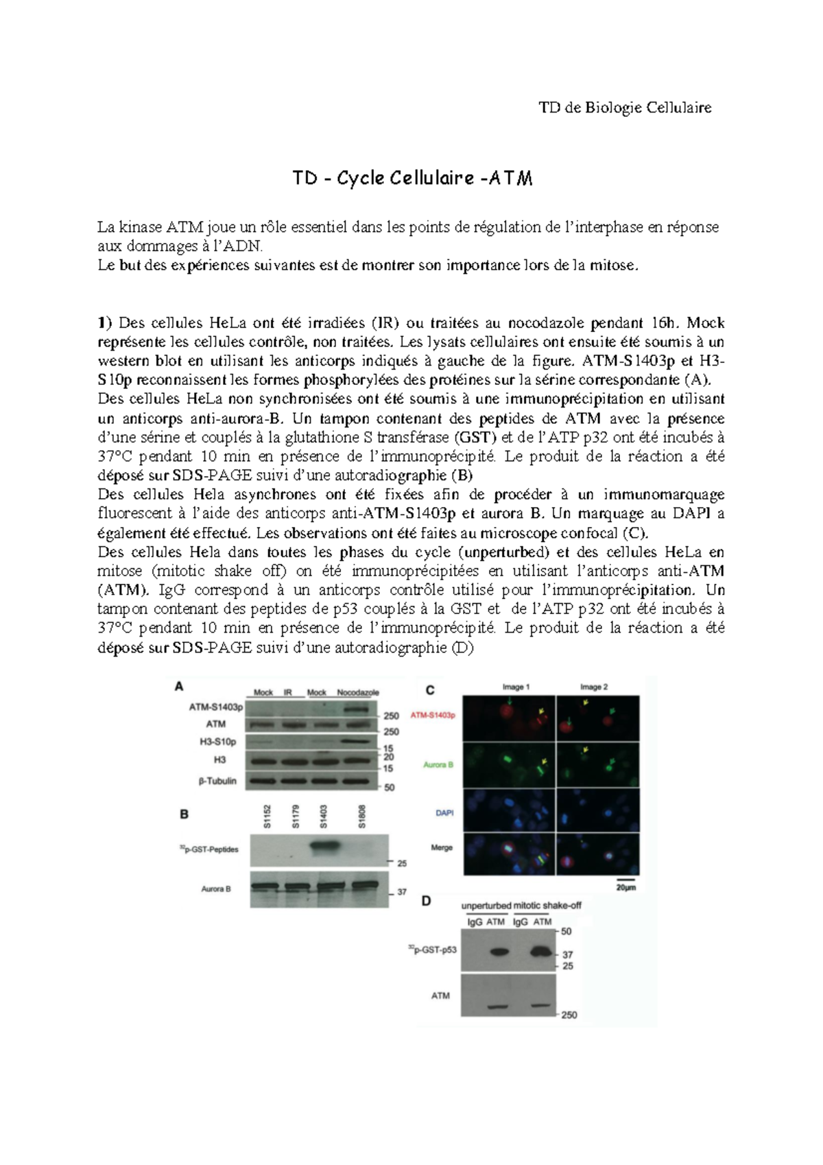 TD4 Cycle cellulaire ATM - TD de Biologie Cellulaire TD - Cycle Cellulaire -ATM La kinase ATM ...