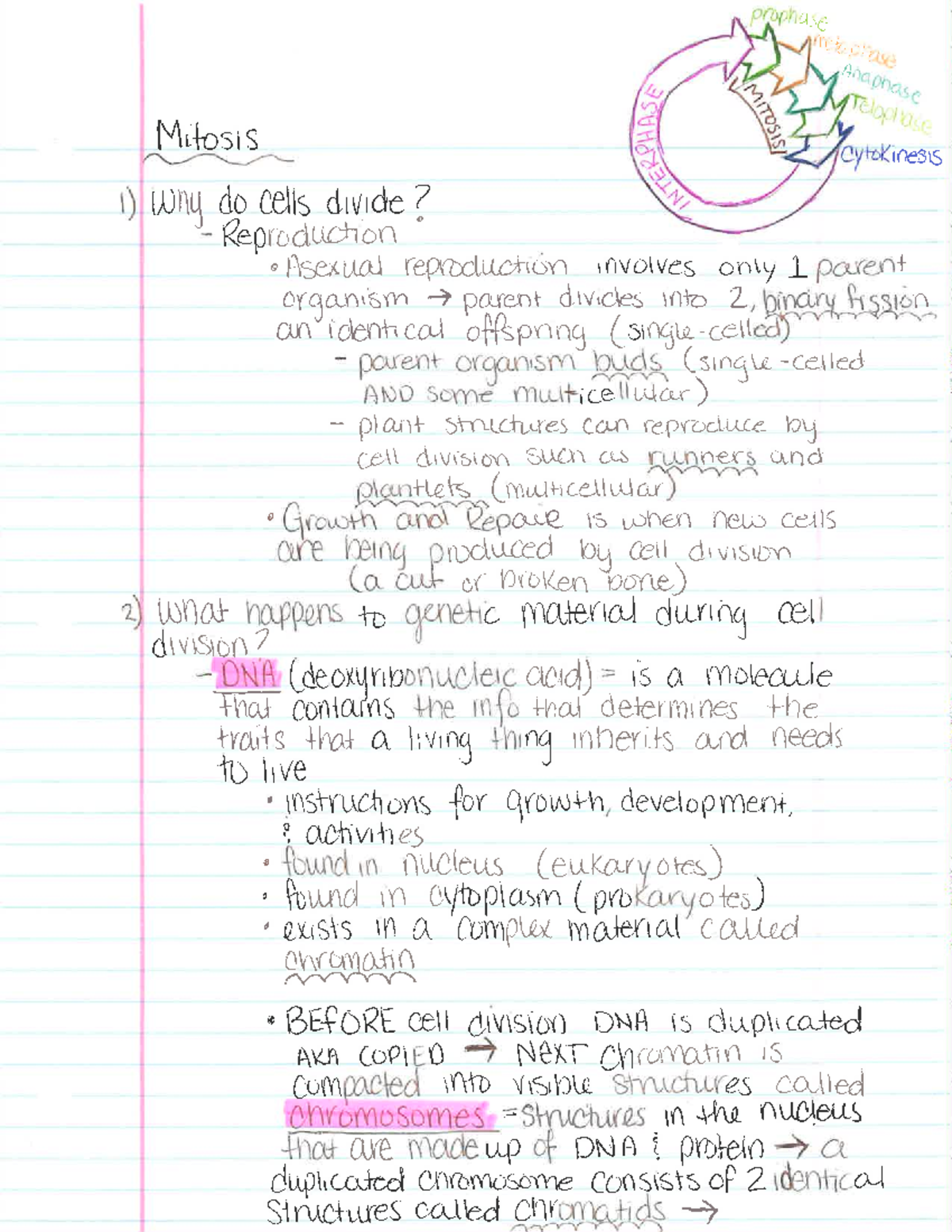 Kami Export - mitosis notes - HIST 402 - Studocu