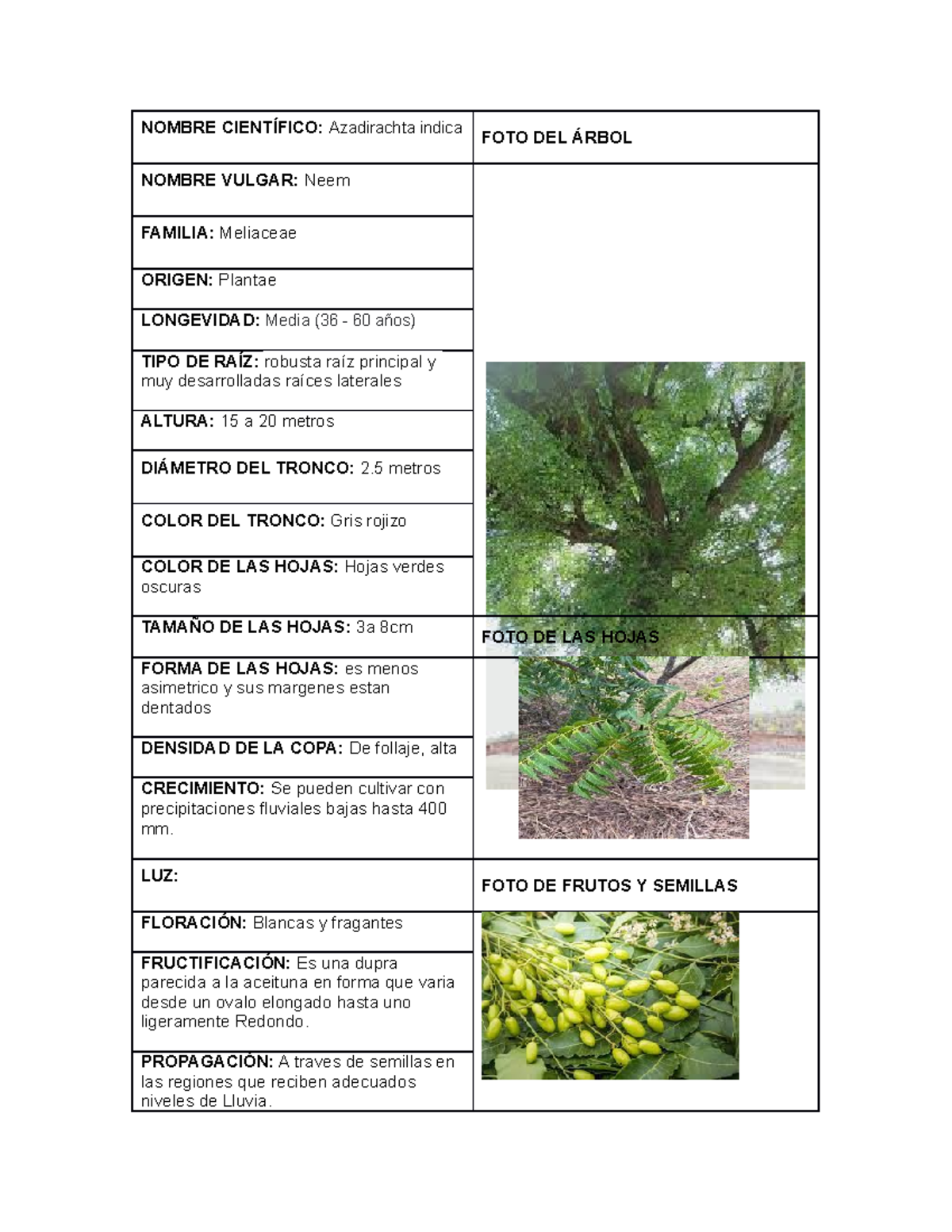 Plantilla PARA LAS Fichas DE LOS Árboles Botánica Censo - NOMBRE CIENTÍFICO: Azadirachta indica ...