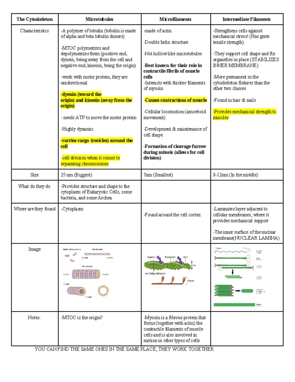 The Cytoskeleton - Lecture notes 4 - YOU CAN FIND THE SAME ONES IN THE ...