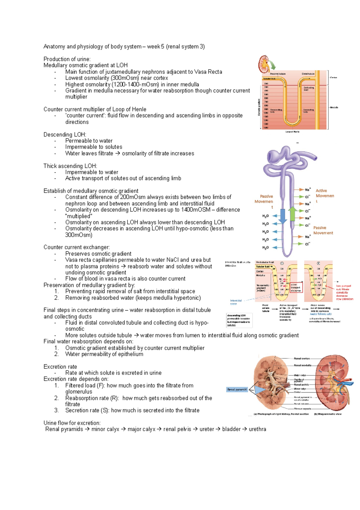 Anatomy and physiology of body system – week 5 (renal system 3 ...