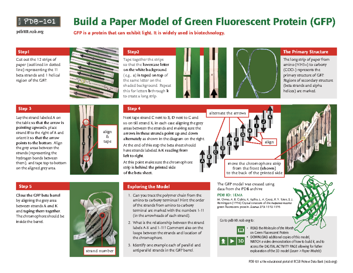 Gfp-model - biotec apuntes - Build a Paper Model of Green Fluorescent ...