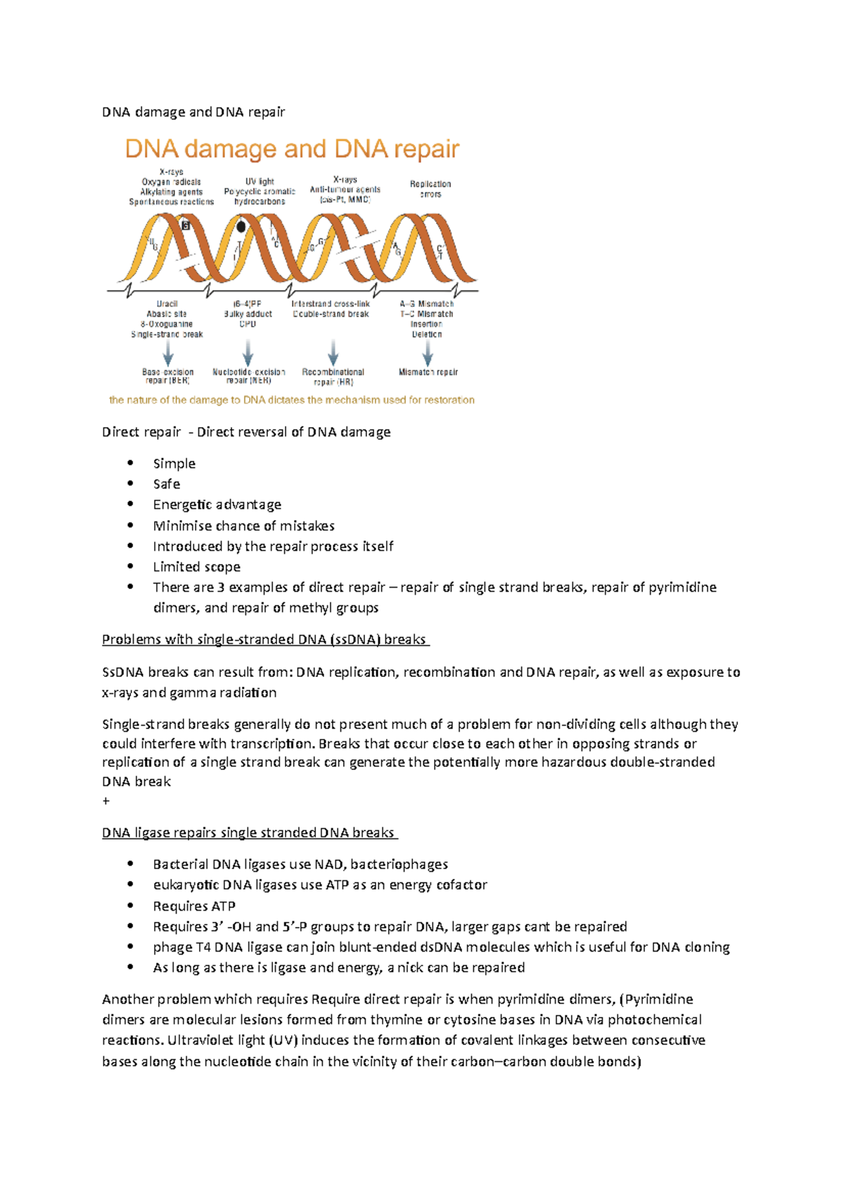 Genetics lecture 17 - DNA damage and repair - DNA damage and DNA repair ...