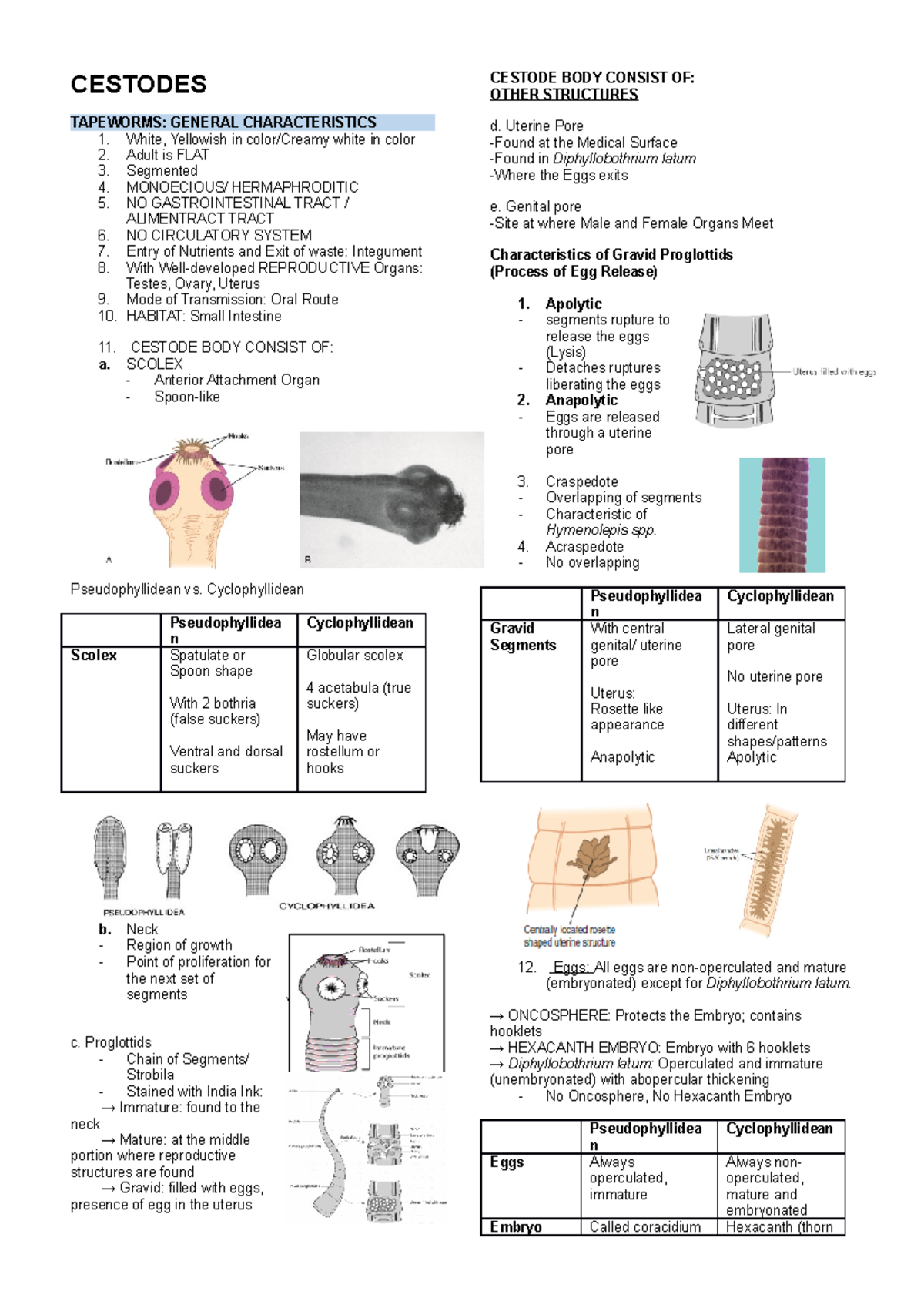 Cestodes - CESTODES TAPEWORMS: GENERAL CHARACTERISTICS White, Yellowish ...