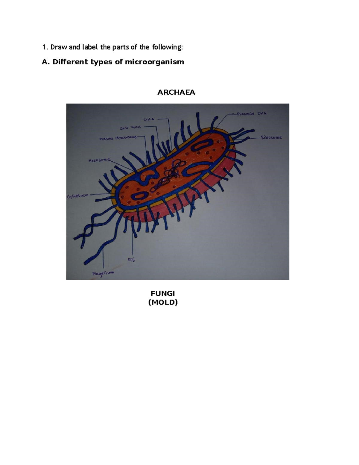 Activity 2 micro - Act - Draw and label the parts of the following: A. Different types of - Studocu