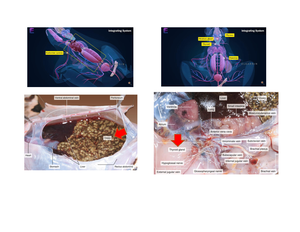 RMA Grade 1 Learner s Scoring Sheet 17 June 2023 - 1 RAPID MATHEMATICS ...