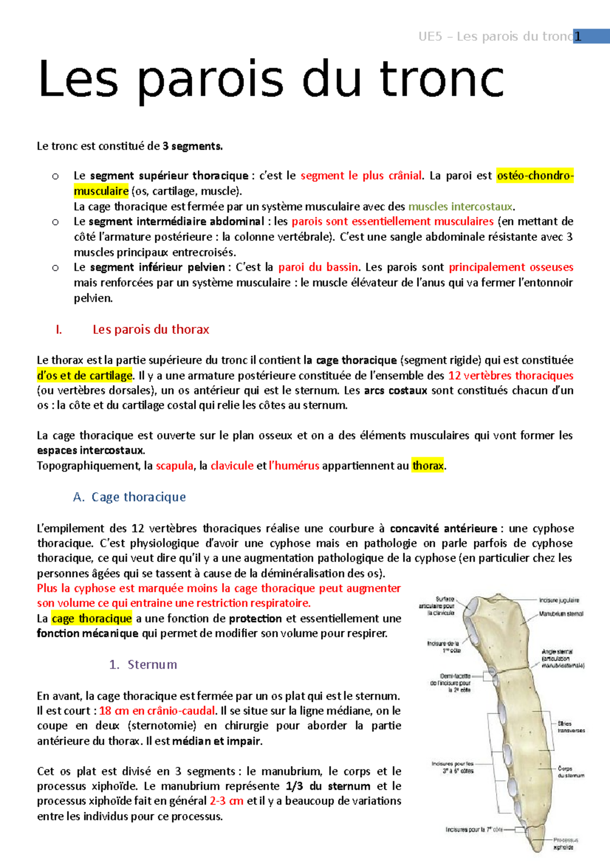 Les parois du tronc - Professeur Darnault - Les parois du tronc Le ...