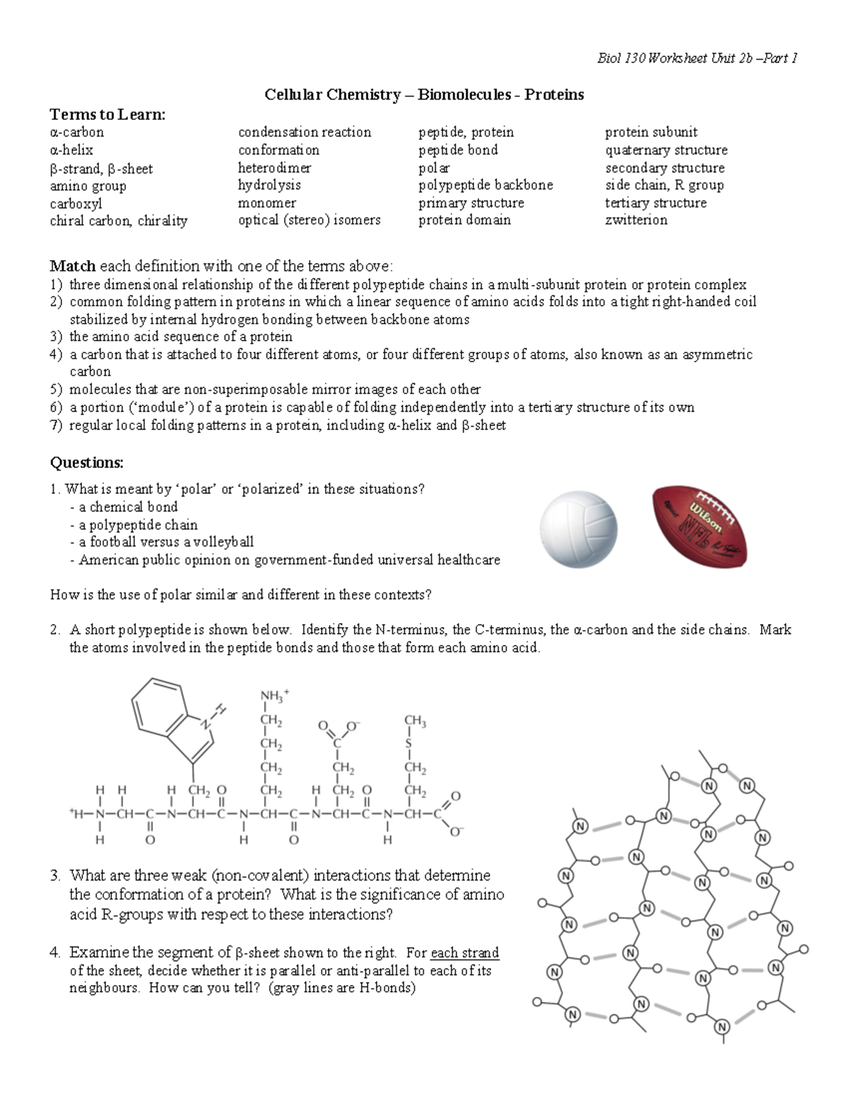 Worksheet Unit 2b - Cellular Chemistry - Biomolecules - Proteins - Biol ...
